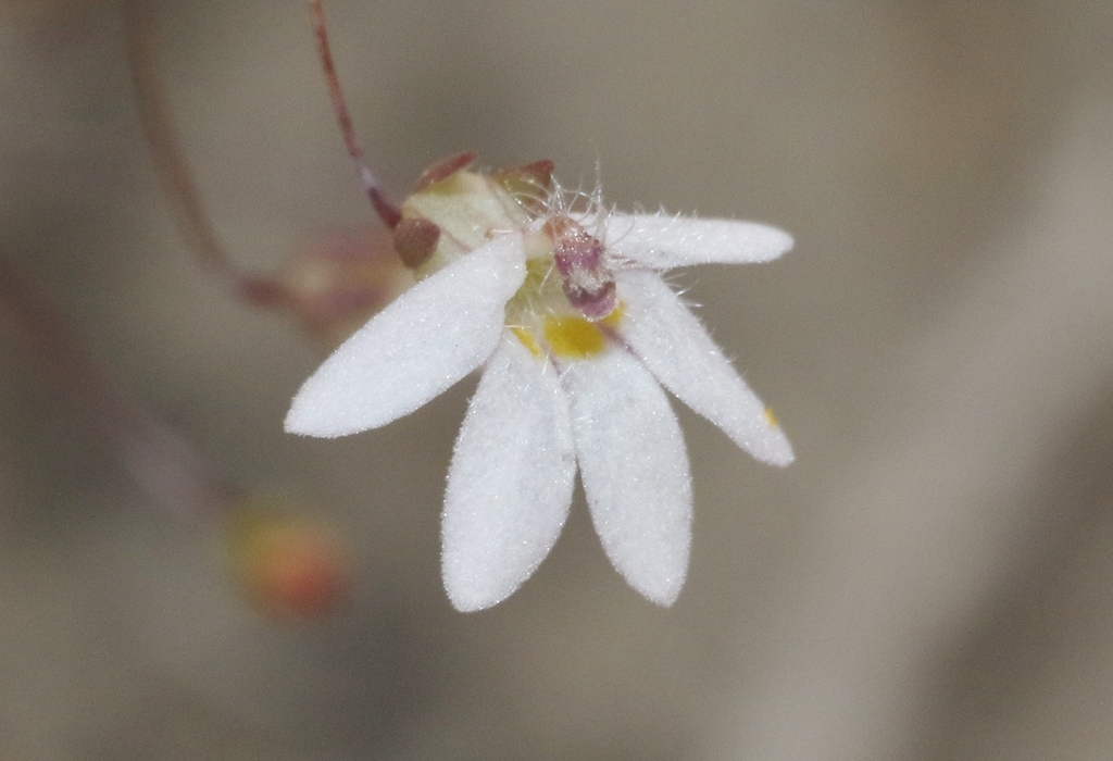 large-flowered nemacladus (Nemacladus secundiflorus secundiflorus ...