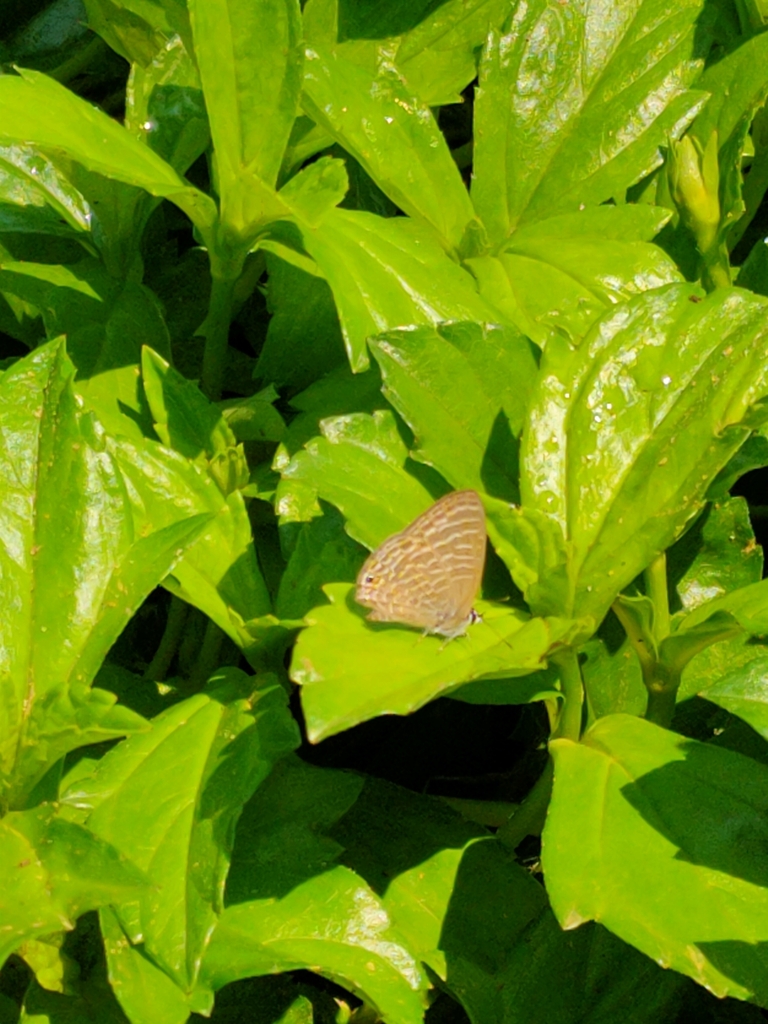 Transparent 6-line Blue from RR4W+9F, Thondernad, Kerala 670644, India ...