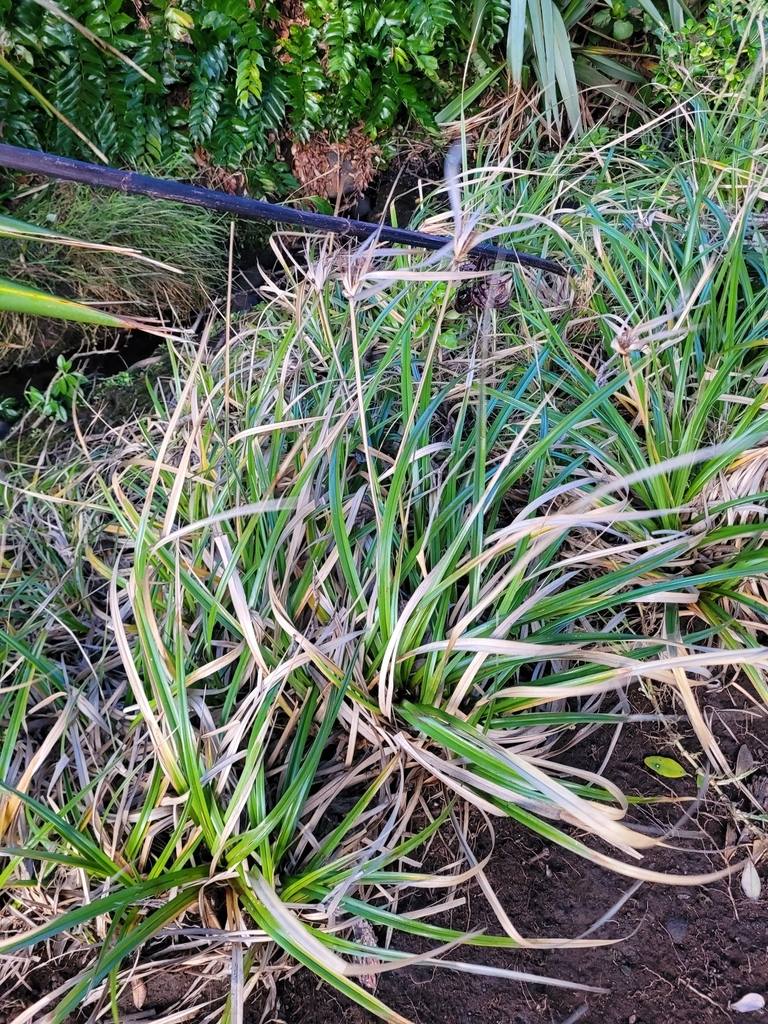 Giant Umbrella Sedge from Onaero, New Zealand on May 26, 2023 at 05:34 ...