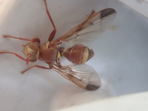Observations by jimmy_whatmore · iNaturalist