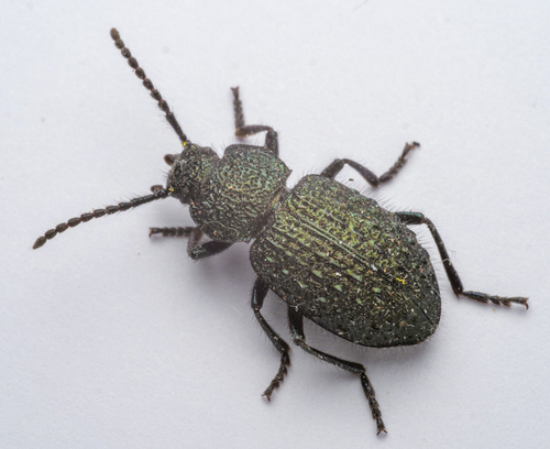 Adelium augurale · iNaturalist