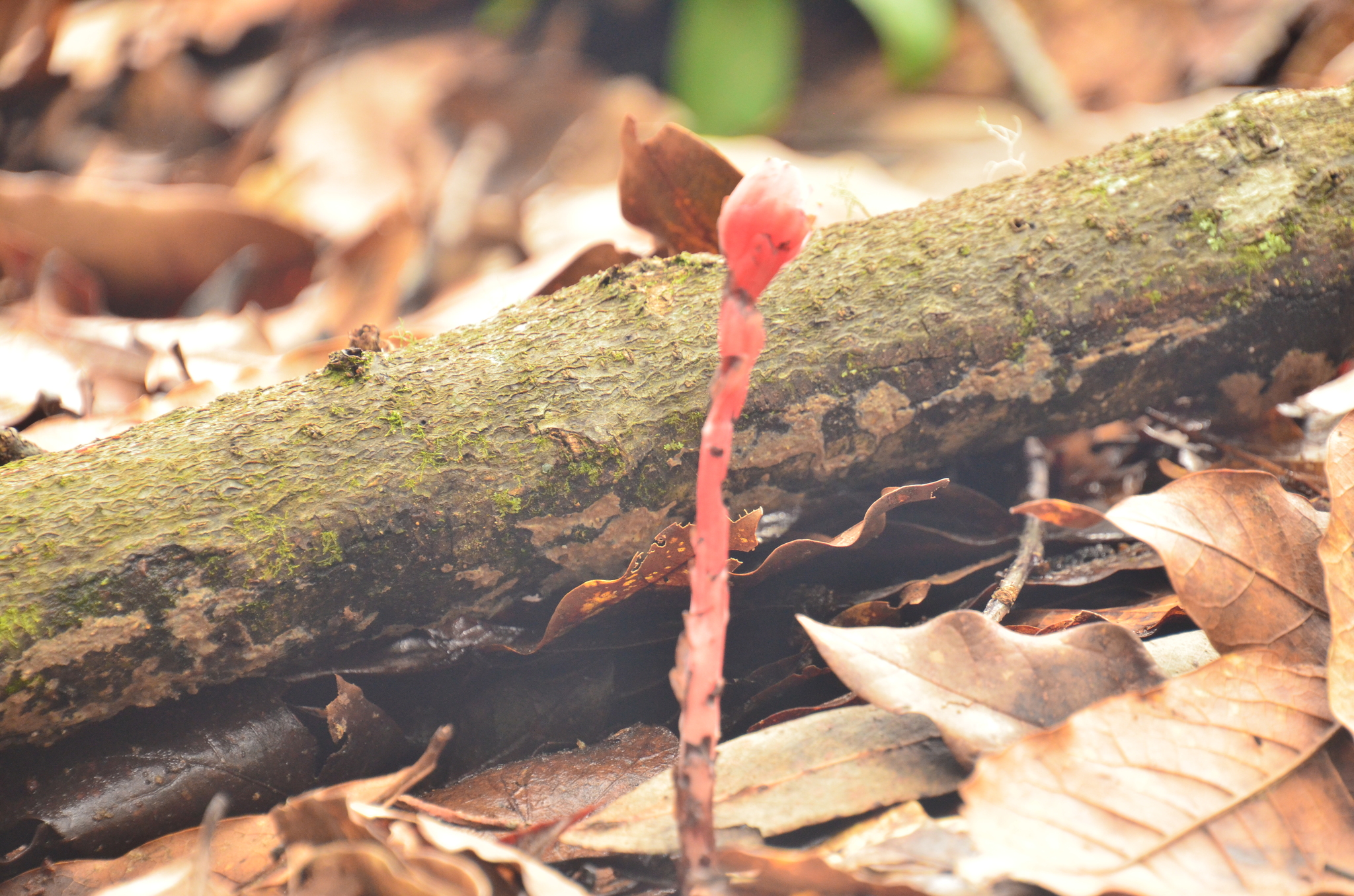 Monotropa coccinea Zucc.