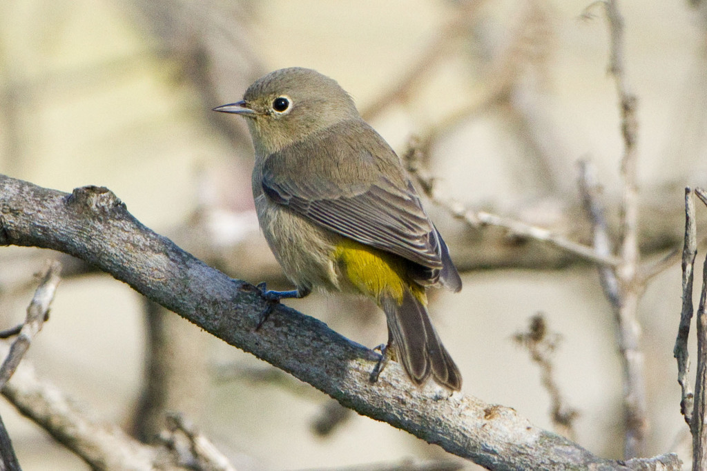 Virginia's Warbler (Birds of UCLA) · BioDiversity4All