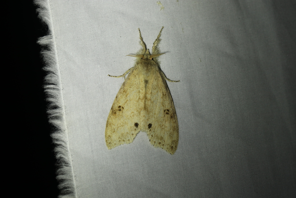 Calliteara angulata from 香港船灣 on May 18, 2023 at 08:24 PM by royc614 ...