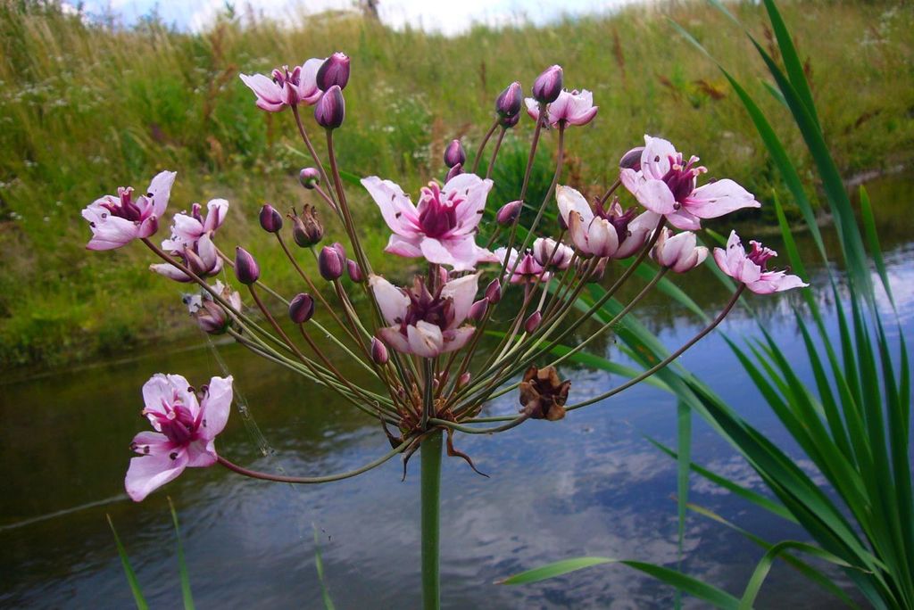 flowering-rush family (Butomaceae (Flowering-rush) of the Pacific ...