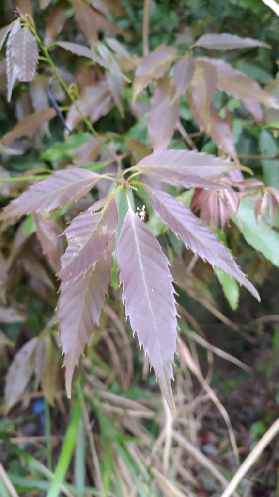 Alishan Oak (Quercus stenophylloides) - Botanical Realm