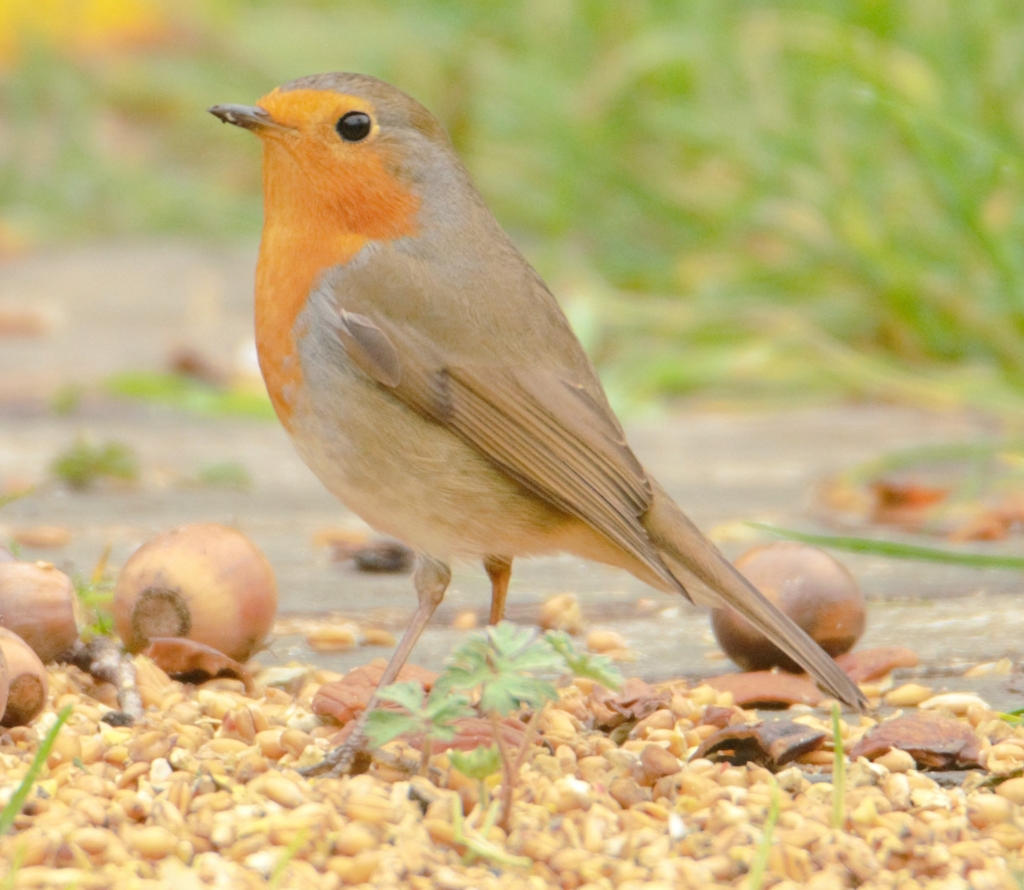 European Robin from 62840 Fleurbaix, France on May 26, 2023 at 09:19 AM ...