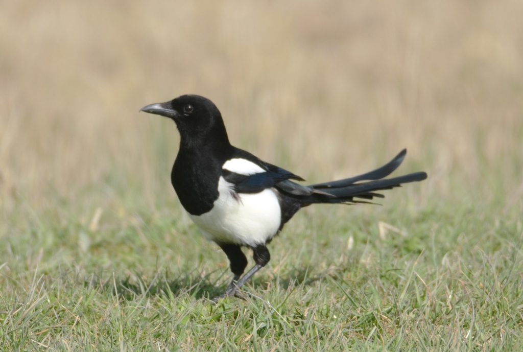 Eurasian Magpie from 62840 Fleurbaix, France on May 26, 2023 at 09:15 ...