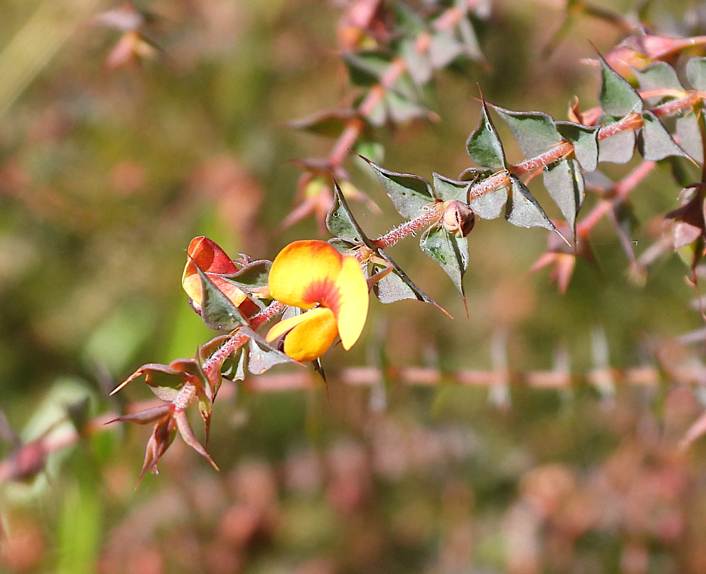 Pultenaea spinosa from Bunyaville Conservation Park, Brisbane QLD ...