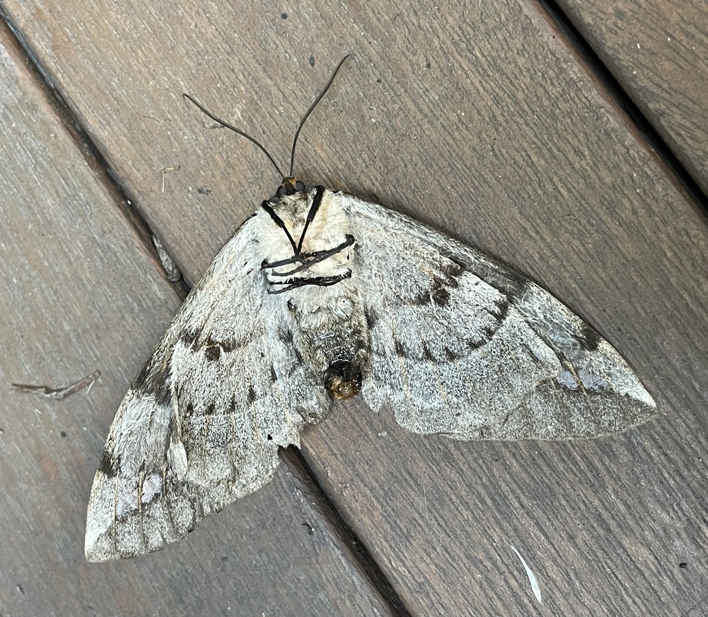 Batwing Moth in May 2023 by suecee · iNaturalist