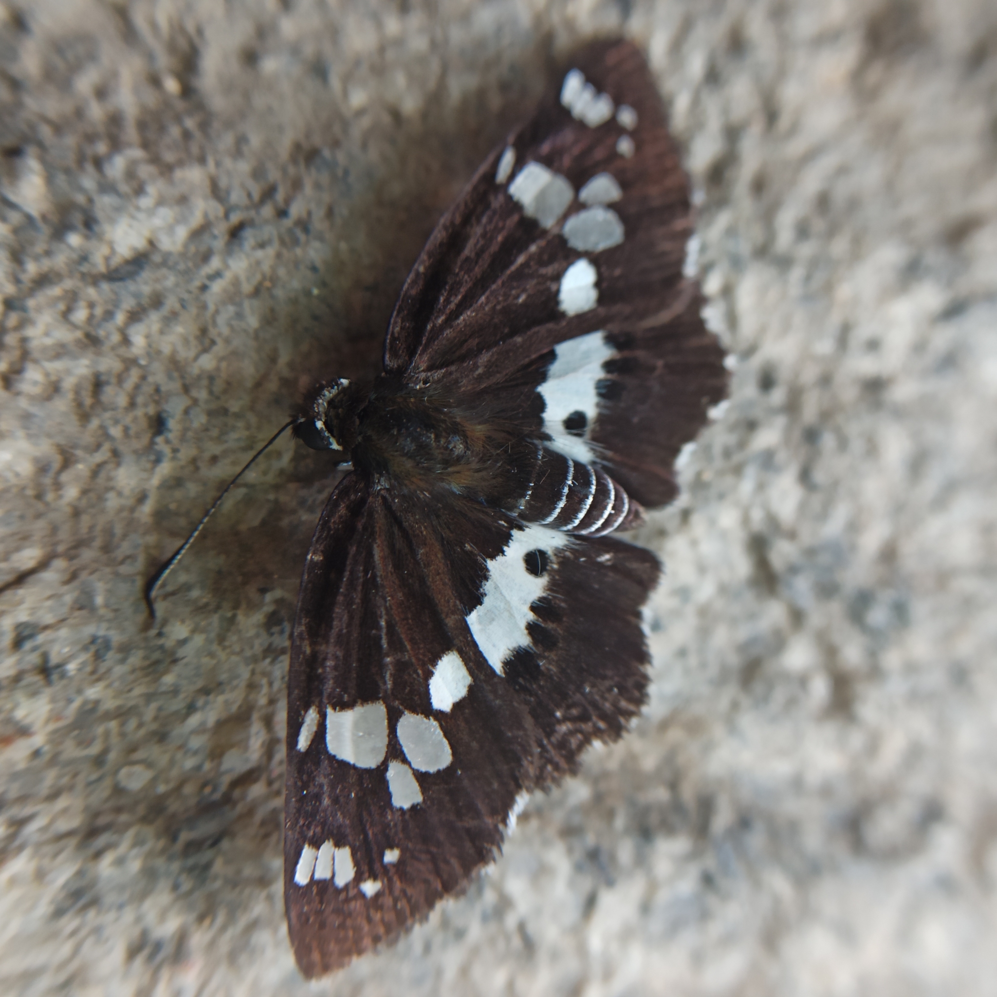 Daimio tethys (Ménétriés, 1857)