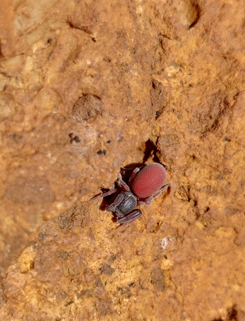 Common Palp-footed Spider from Barcelona, ES-CT, ES on May 26, 2023 at ...