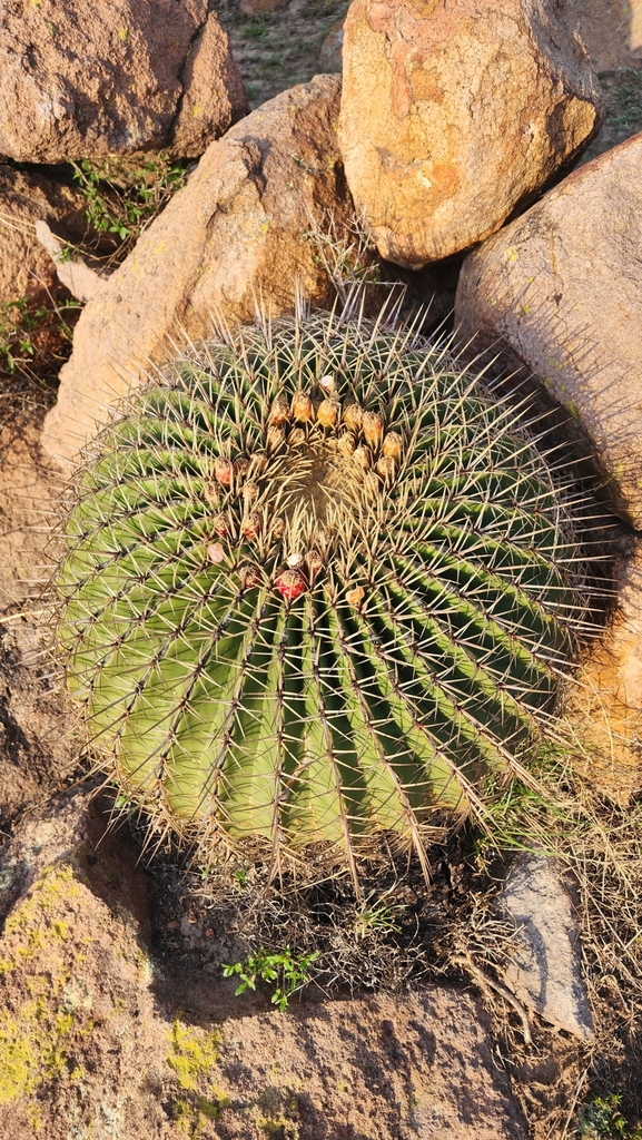 Ferocactus histrix in May 2023 by Luis Stevens · iNaturalist
