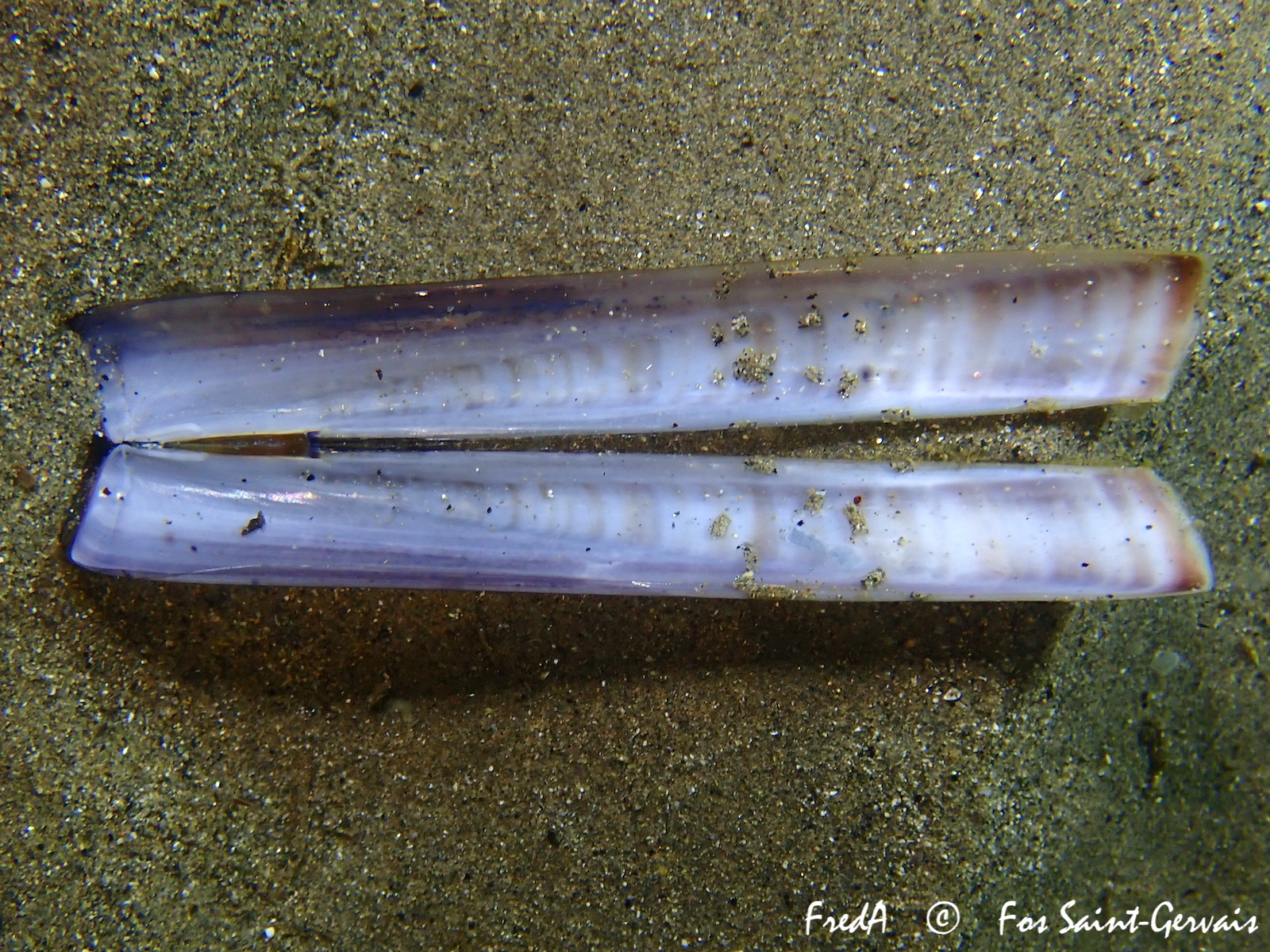 Ensis minor (Chenu, 1843)