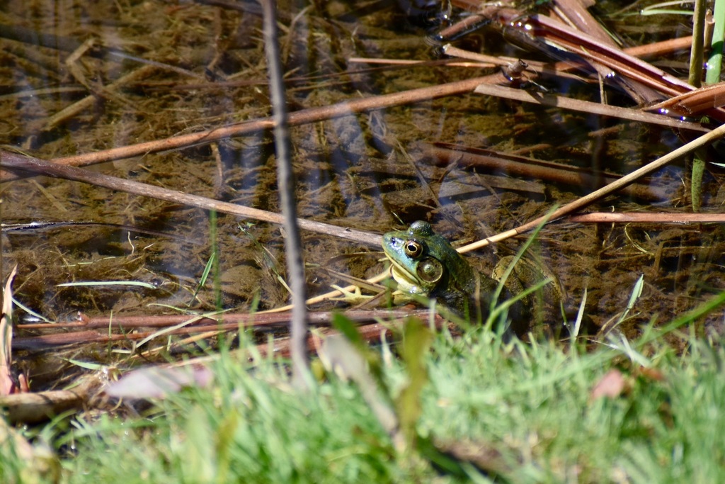 Green Frog from Rosemère, QC, Canada on May 25, 2023 at 11:47 AM by ...