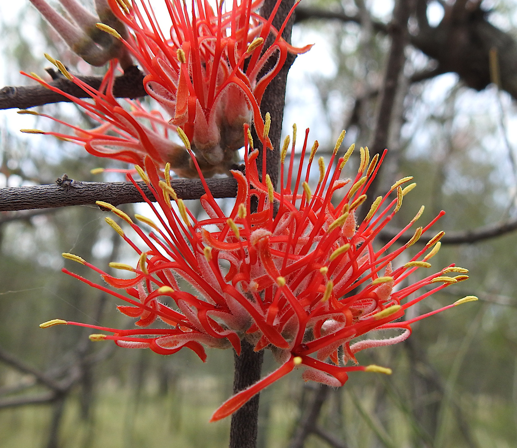 Buloke Mistletoe from Dunmore QLD 4407, Australia on February 05, 2021 ...