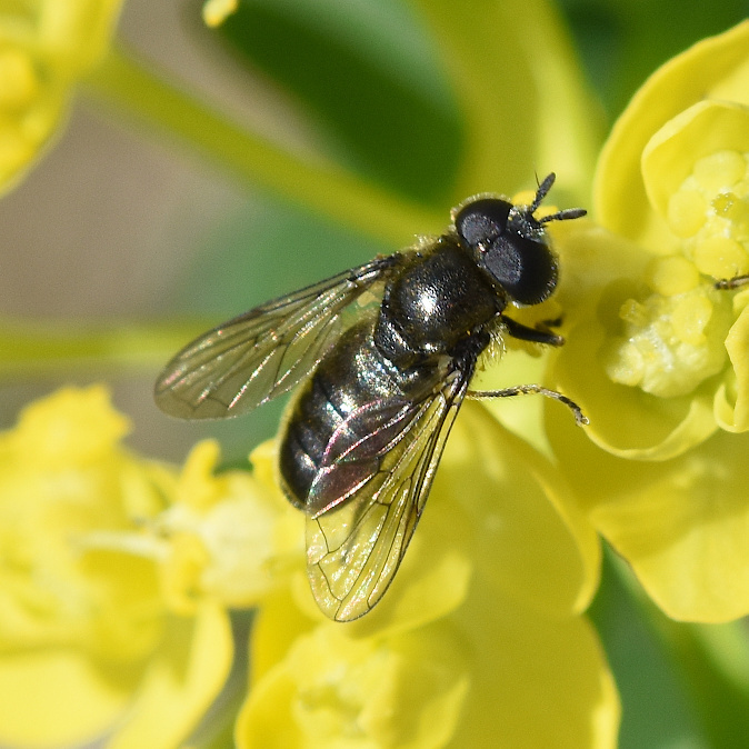 Pipizella from 55-010 Siechnice, Poland on May 3, 2023 at 02:18 PM by ...