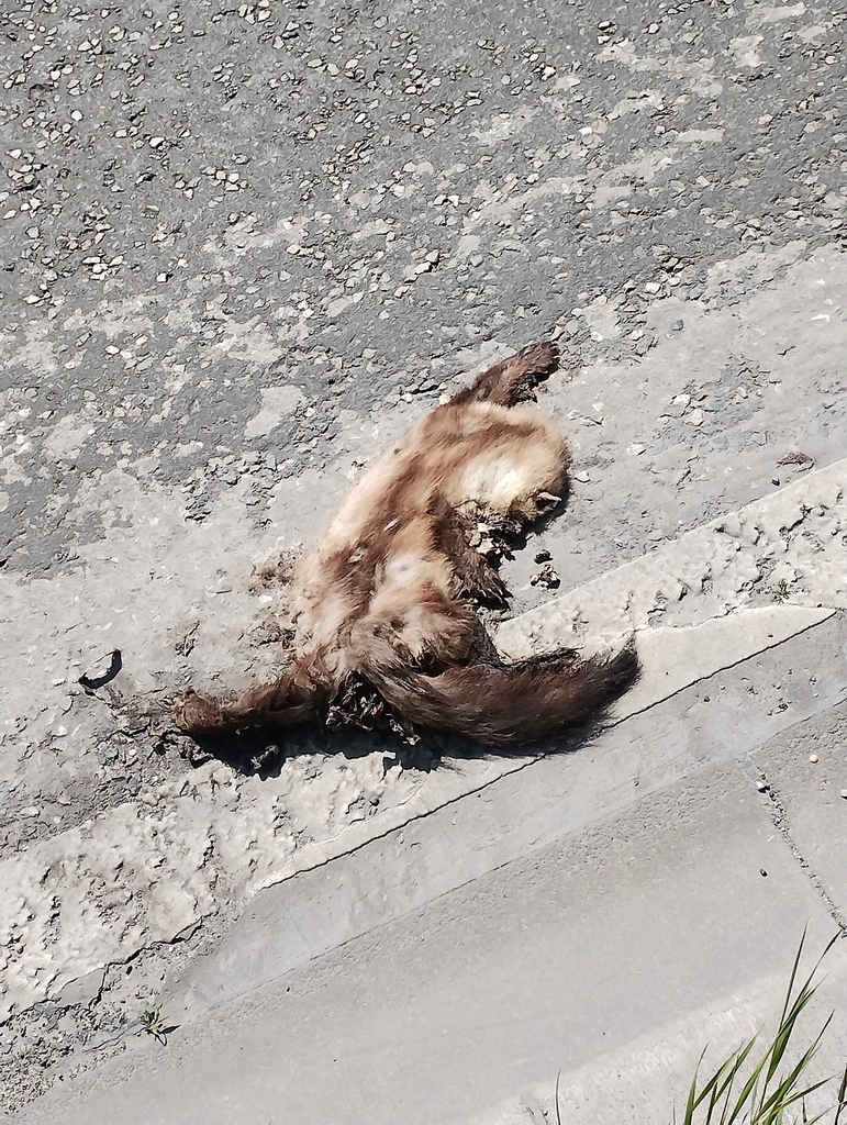 Stone Marten from Zeebrugge, Brugge, België on May 26, 2023 at 01:06 PM ...