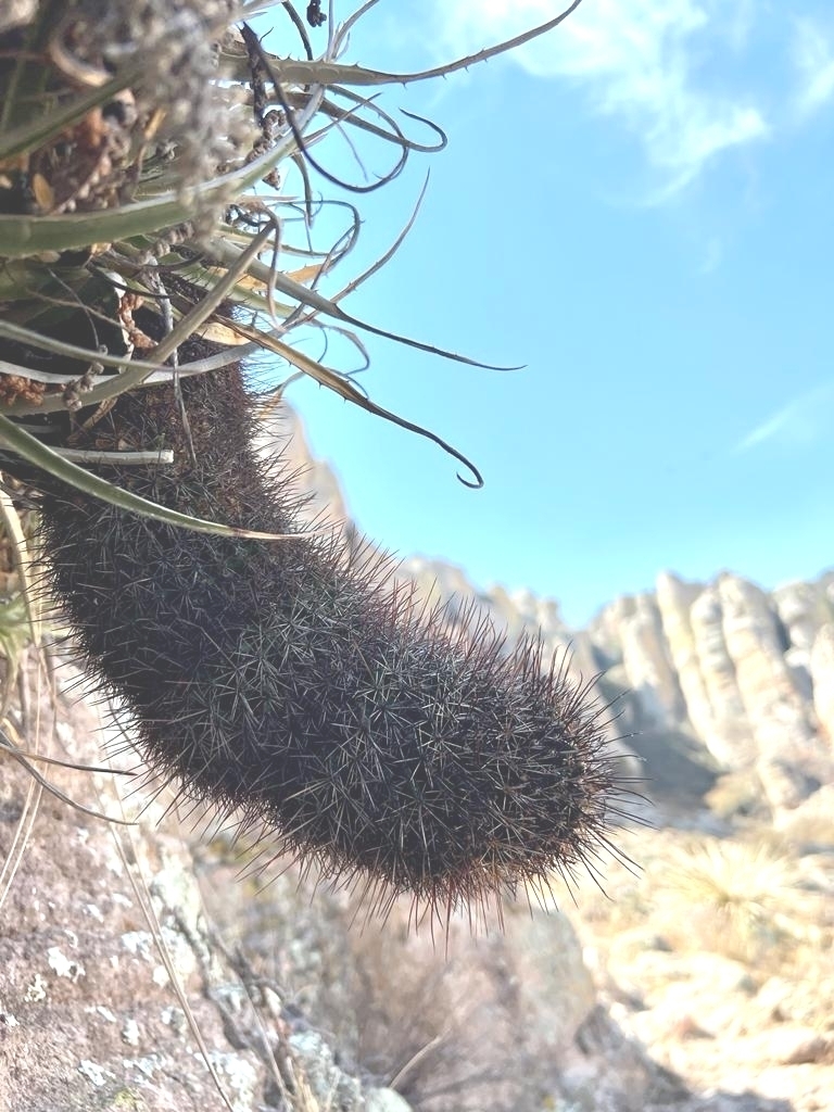 Coryphantha clavata from 78495 S.L.P., México on May 2, 2023 by Luis ...