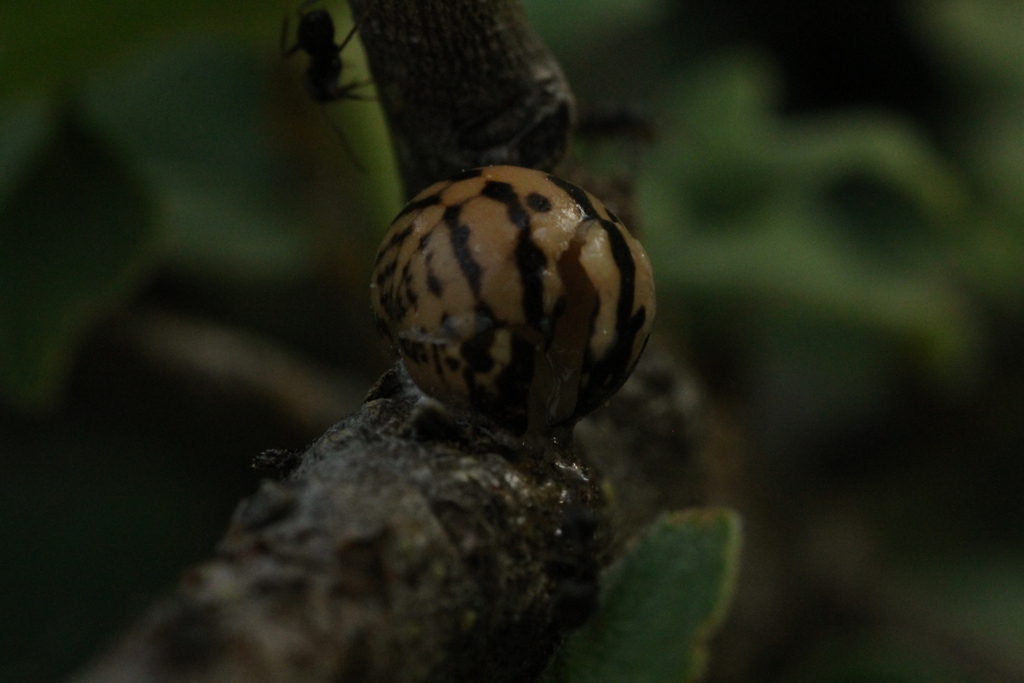 Kermes roboris from Madrid, España on May 25, 2023 at 08:33 PM by Pablo ...