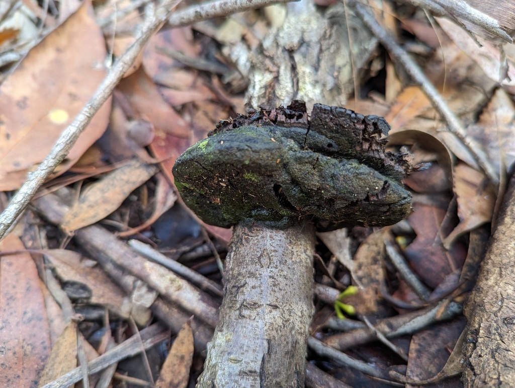 Hymenochaetaceae from Fitzroy Falls NSW 2577, Australia on April 18 ...