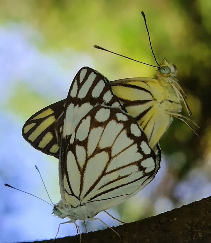 Pioneer White from G5MJ+8VQ, Qila Rai Pithora, New Delhi, Delhi 110016 ...