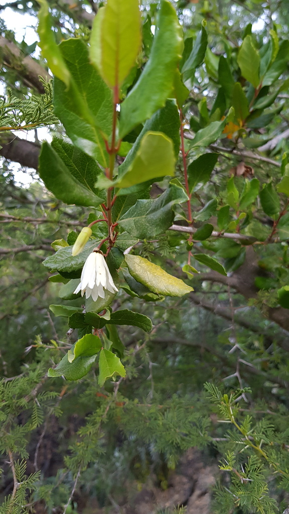 Patagua (Crinodendron patagua) - Botanical Realm