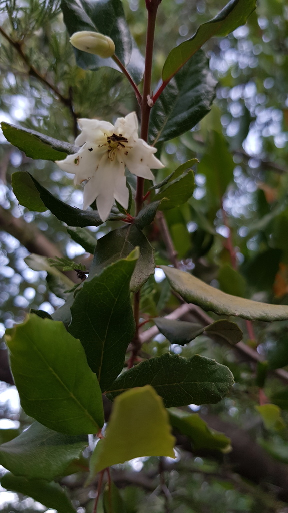 Patagua (Crinodendron patagua) - Botanical Realm