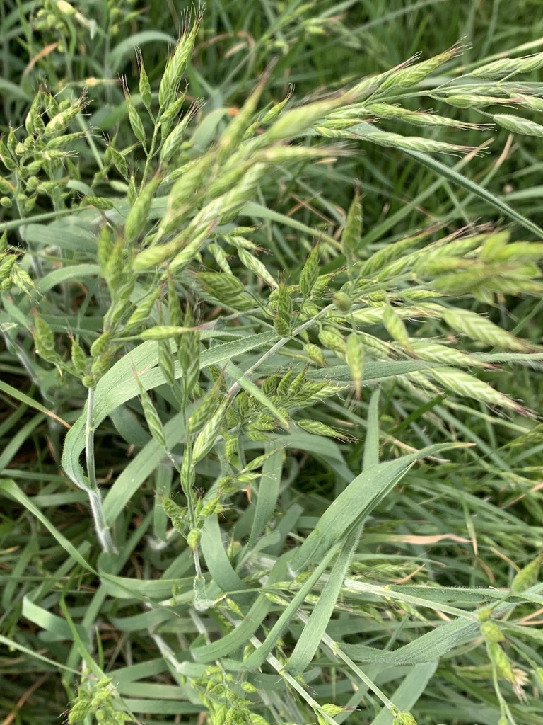 common soft brome from Brockwell Park, London, England, GB on May 26 ...