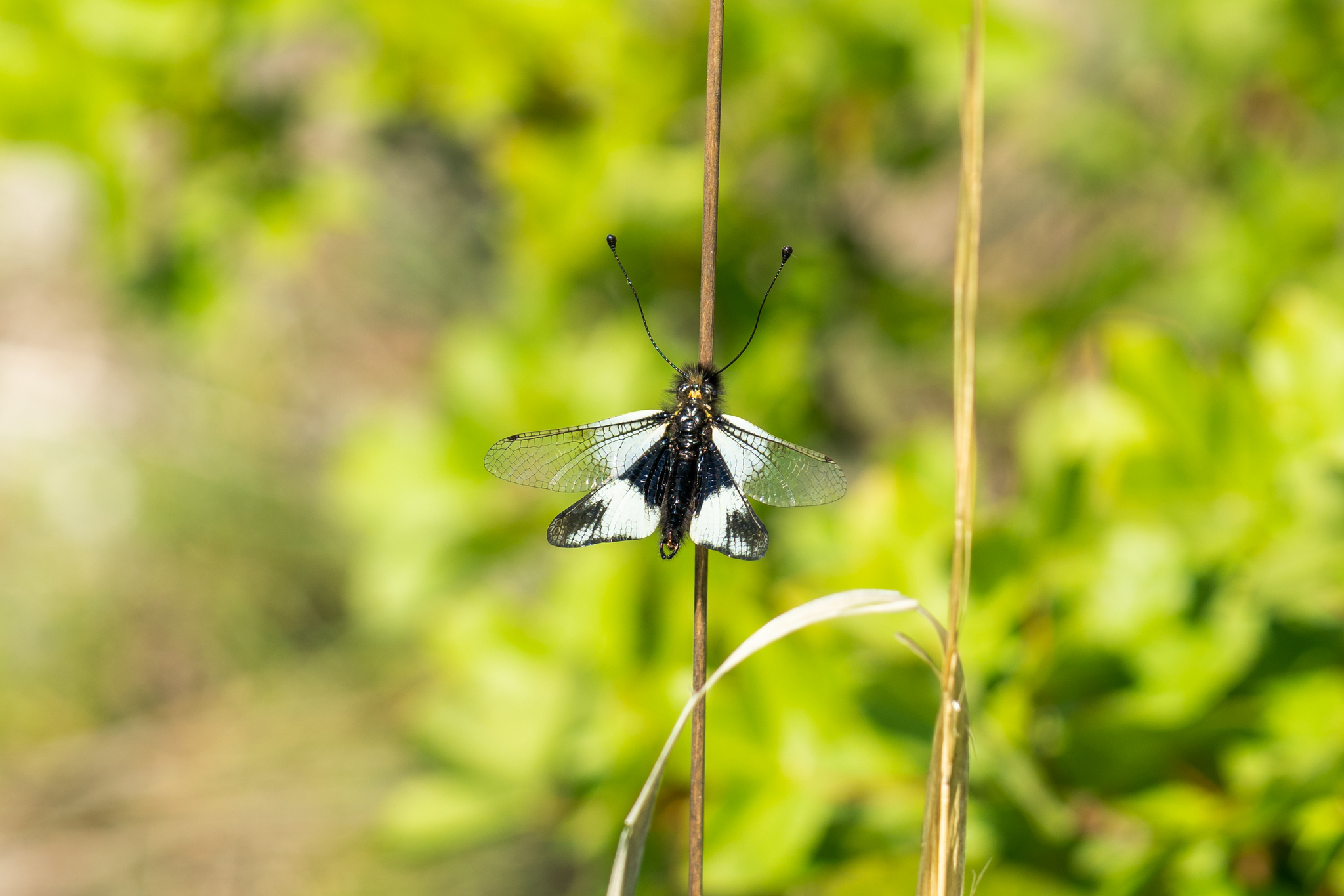 Libelloides lacteus (Brullé, 1832)