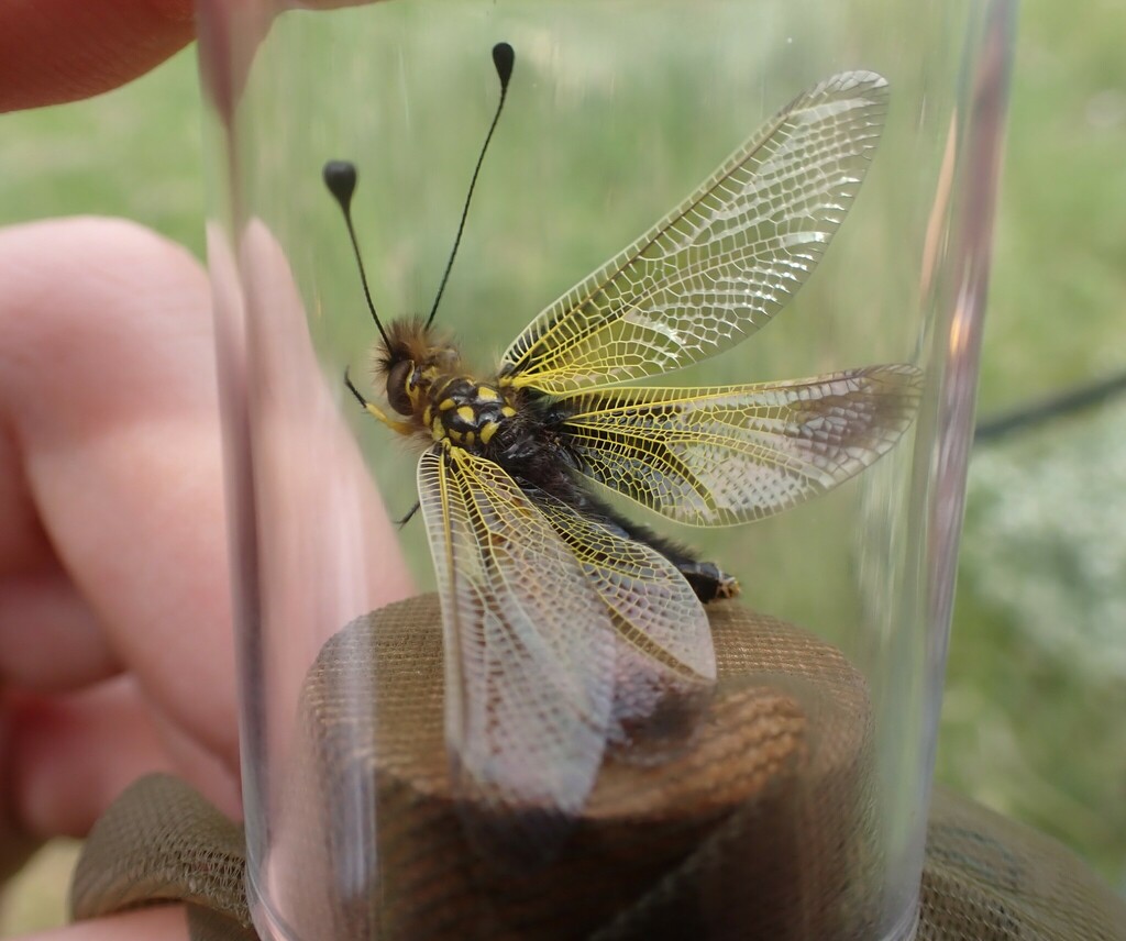Libelloides ictericus from Bologne, 34080 Montpellier, France on May 25 ...