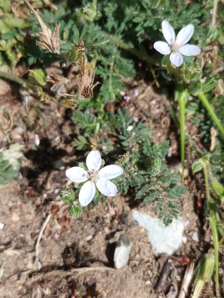 Redstem Stork's-bill from Suffolk, UK on 26 May, 2023 at 10:59 AM by ...
