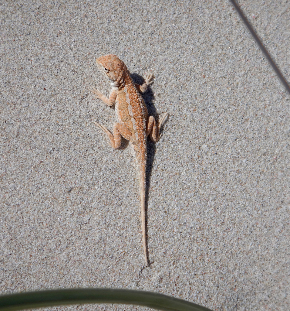 Gnaraloo Heath Dragon from Lyndon WA 6701, Australia on April 17, 2023 ...