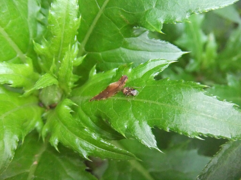 Seed Bugs and Allies in May 2012 by hakkahamushi · iNaturalist