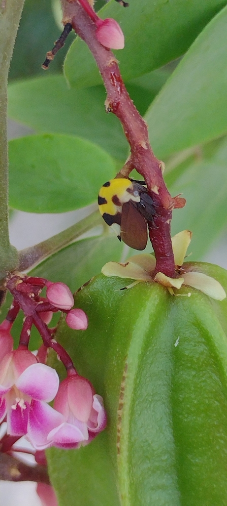 Mexican Treehopper from Guayacan la Lomita, 29960 Palenque, Chis ...