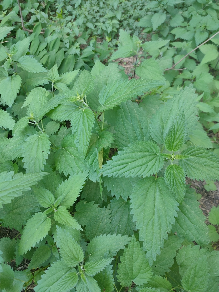 Fen Nettle from Подшипниковый завод, Минск, Беларусь on May 26, 2023 at ...