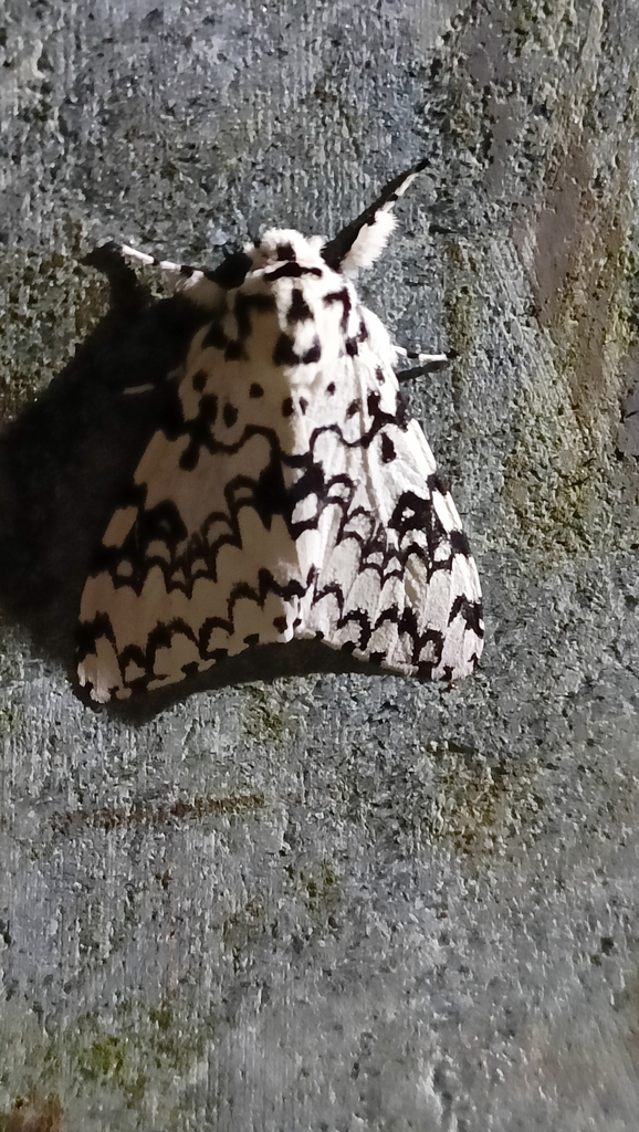 Lymantria from 明池 on May 21, 2023 at 07:38 PM by lii_plum · iNaturalist