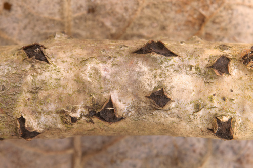 Valsaria rudis · iNaturalist Mexico