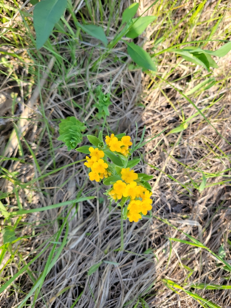 hoary puccoon in May 2023 by Davis Harder · iNaturalist