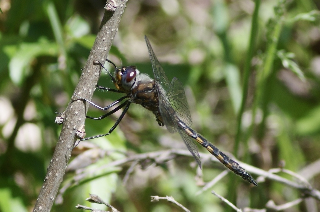 Spiny Baskettail in May 2023 by Colleen Prieto. back yard - thinking ...