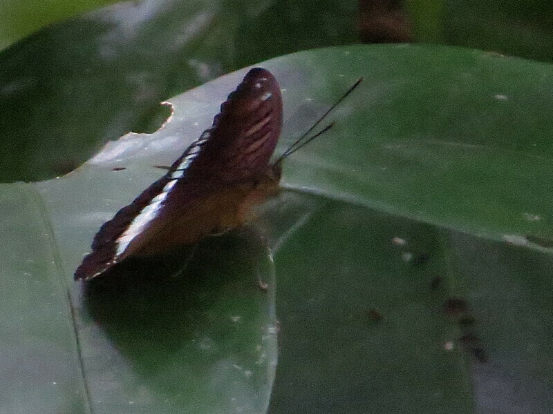Tanaecia leucotaenia from C9W5+QMF, Dipolog City, Zamboanga del Norte ...