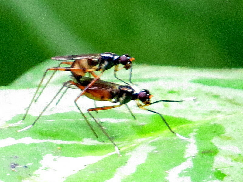 Stilt-legged Flies from C9W5+QMF, Dipolog City, Zamboanga del Norte ...