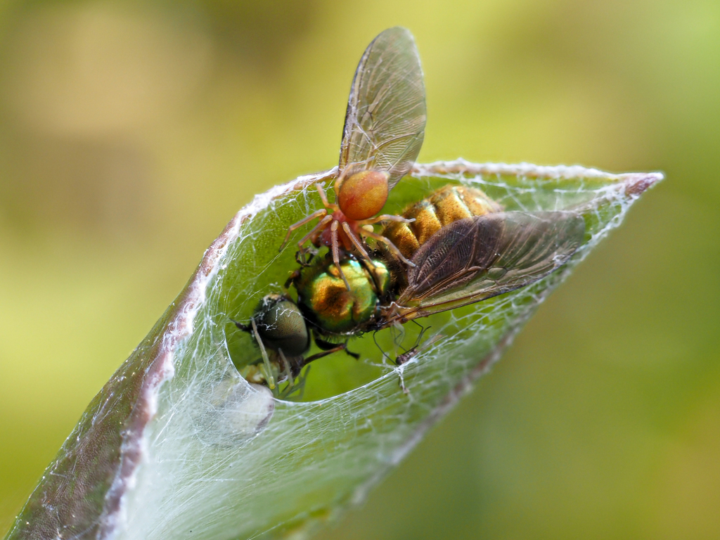 Bleeding Heart Spider from Mondego on May 3, 2023 at 09:40 AM by David ...