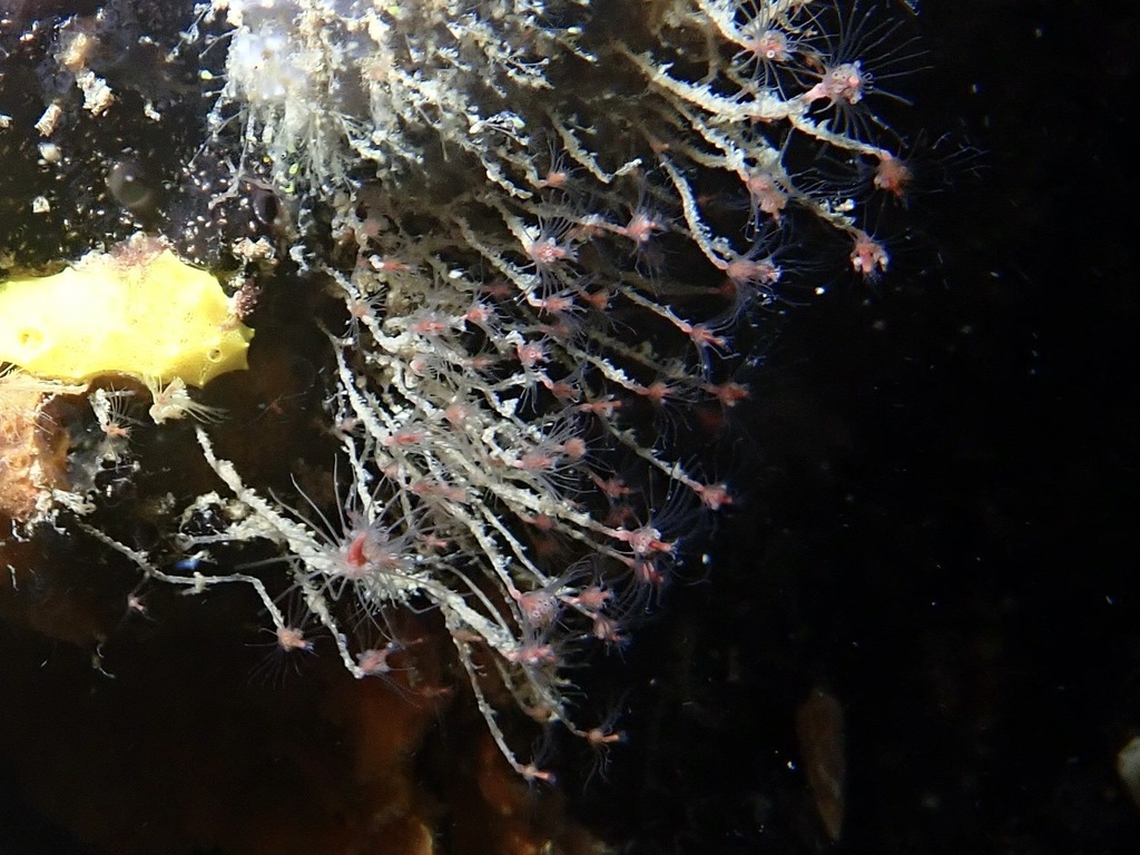 tubular hydroid from Busselton, WA, Australia on May 26, 2023 at 07:19 ...