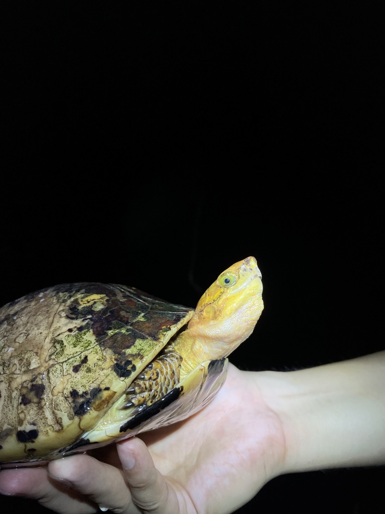 Bourret’s Box Turtle in May 2023 by alexericsonlee · iNaturalist