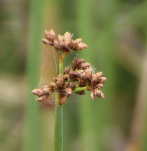 Softstem Bulrush (Plants of Chatfield State Park) · iNaturalist