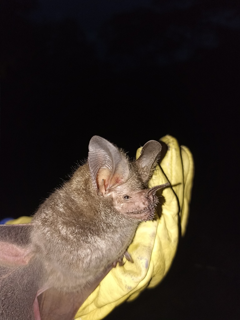 fringe-lipped bat from Casanare, Colombia on May 24, 2023 at 06:12 PM ...