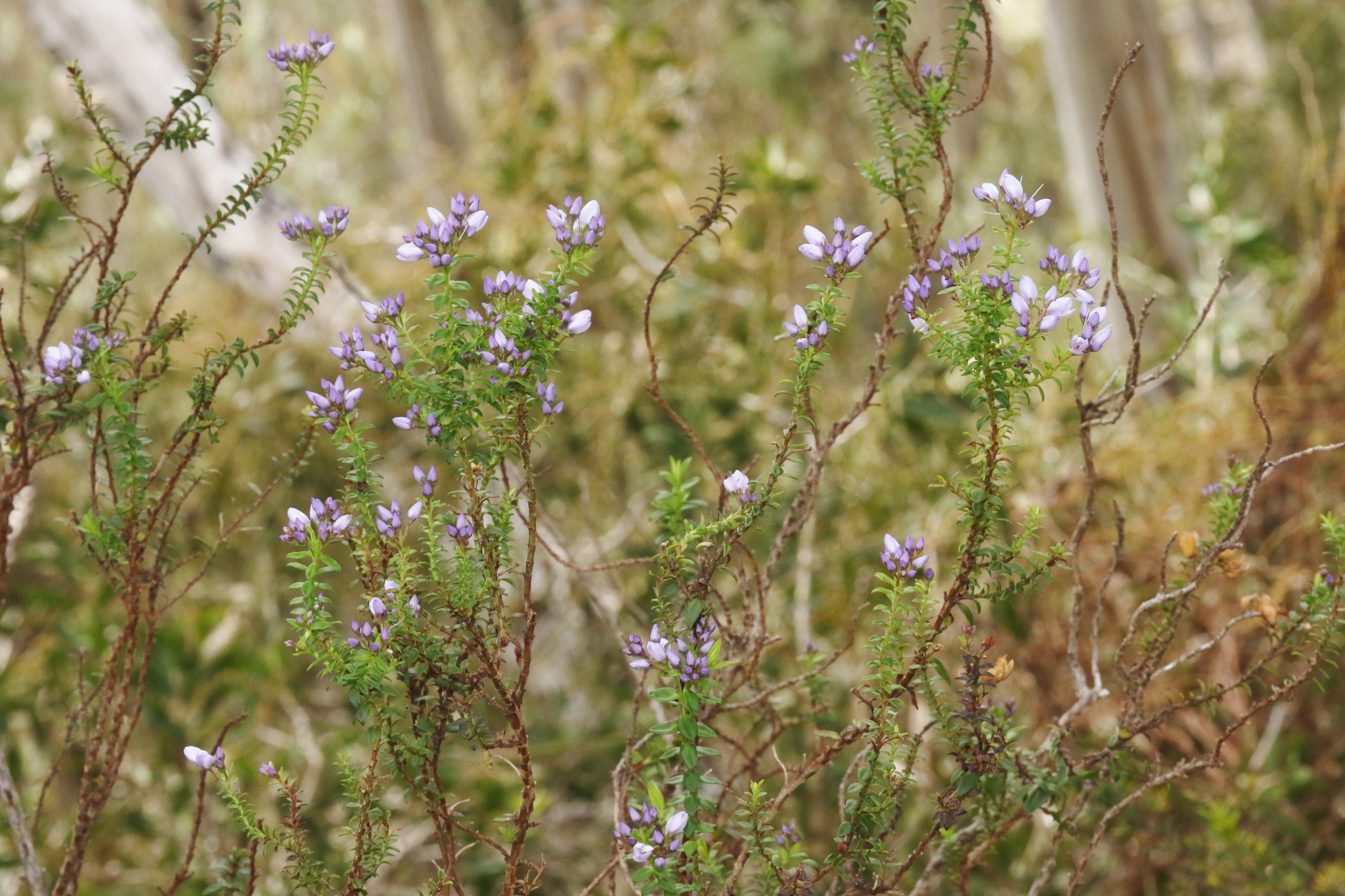 Veronica formosa R.Br.