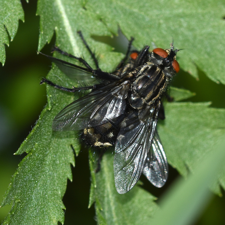 Common Flesh Flies from 55-010 Siechnice, Poland on May 3, 2023 at 01: ...