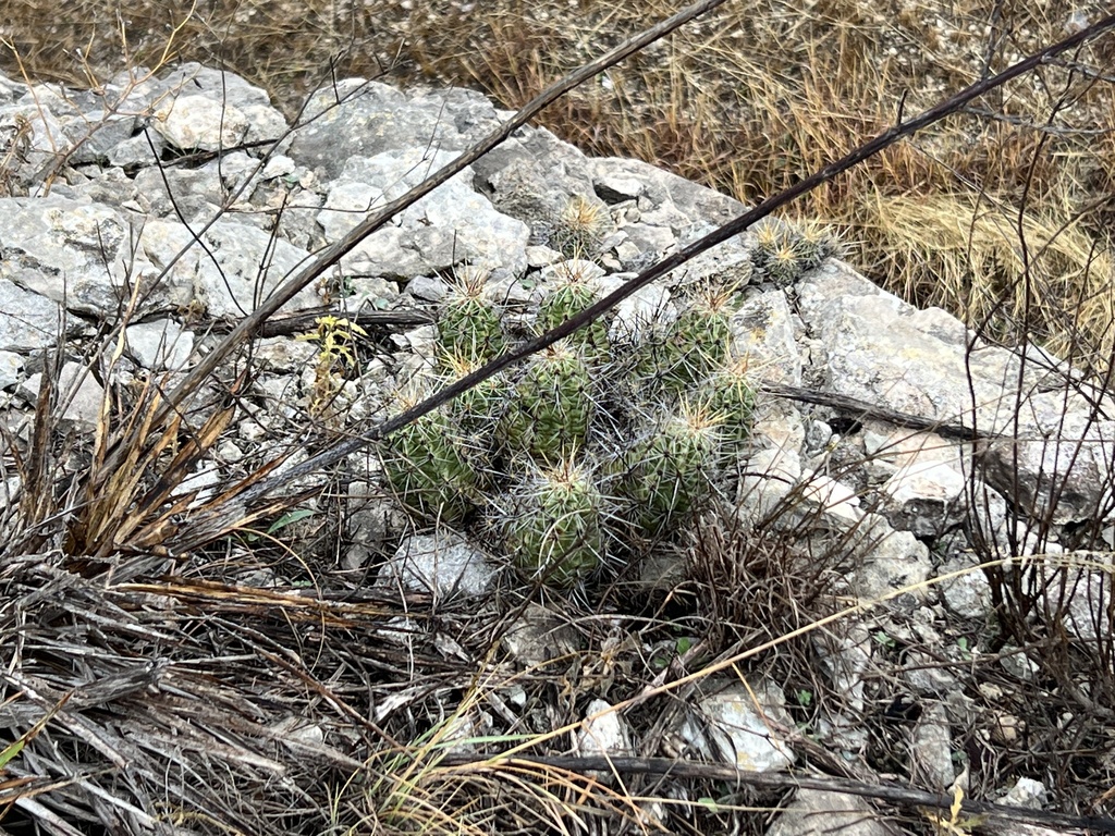 Echinocereus enneacanthus carnosus from IH-10 W, Sonora, TX, US on ...